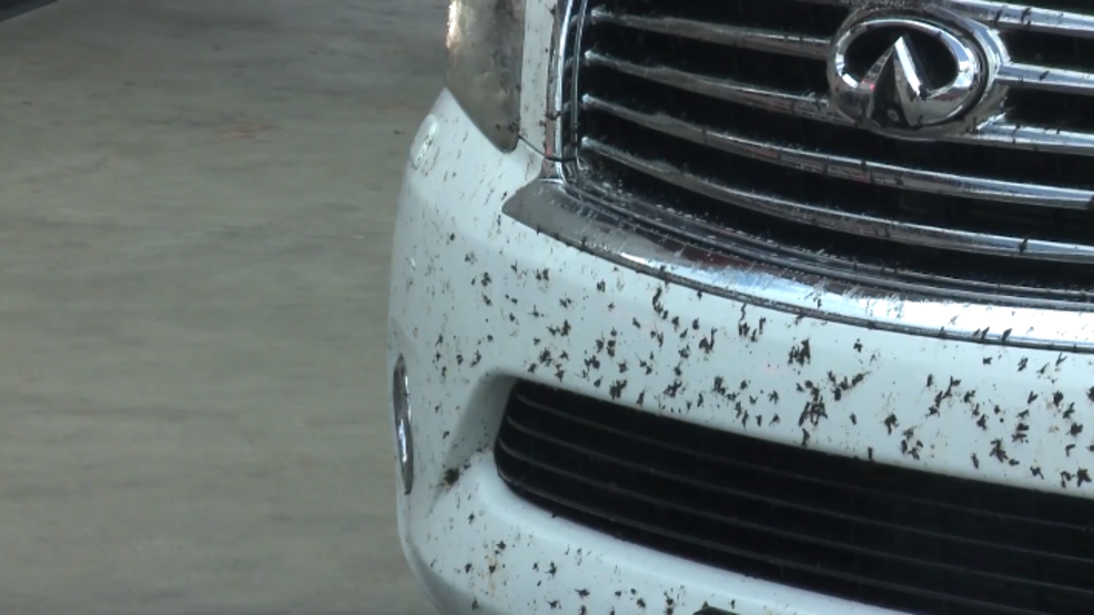 UF professor creates app to determine what bug splattered on your car ...