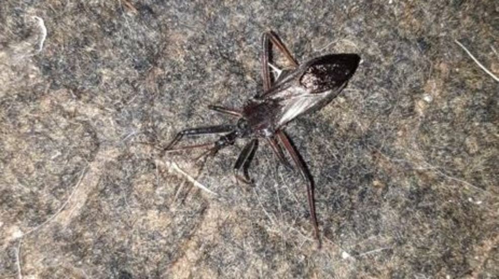 The kissing bug has been seen in Lynchburg | WSET