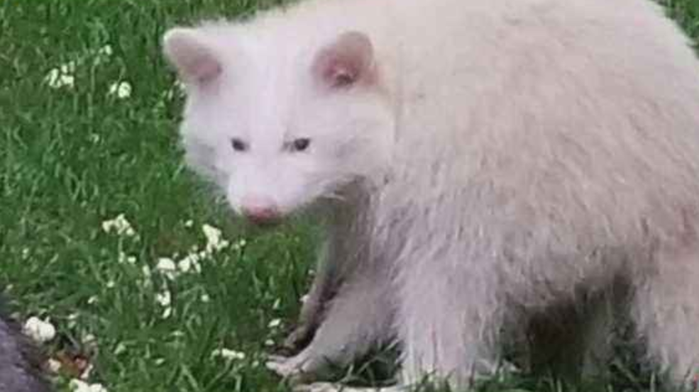 Man spots rare albino raccoon in his New York backyard | WSET