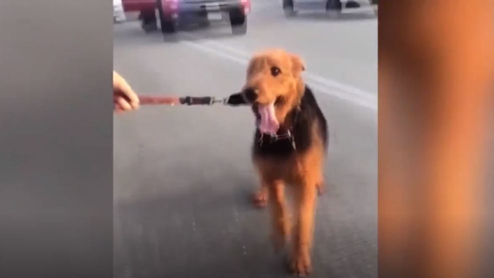 Man stops traffic to rescue dog lost in highway accident | WHP