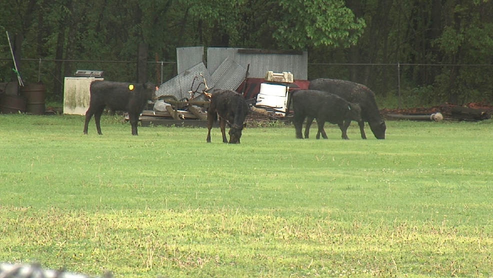 Residents help herd loose cattle after crash | KTUL