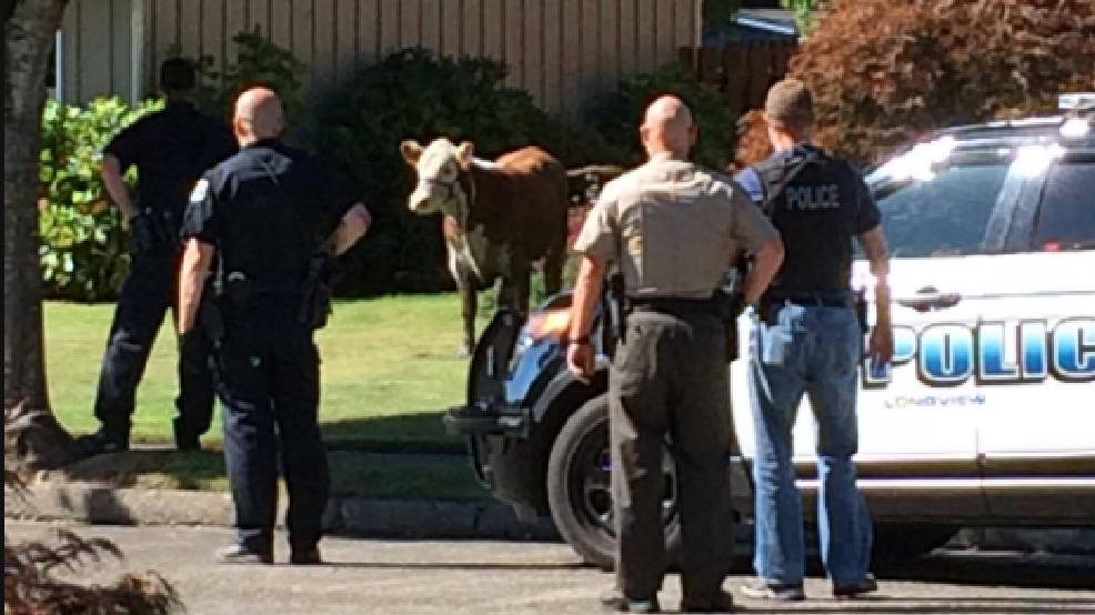 Report: Longview officer run over by cow, hospitalized | KATU