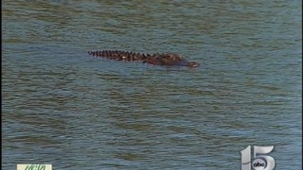 Alligators on golf courses: how often do attacks happen? | WPDE