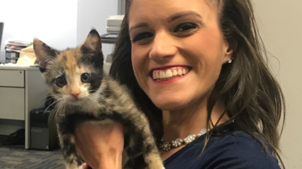 Tuesday Tails: Kitty Krissy looking for the purrrfect forever home! | WACH