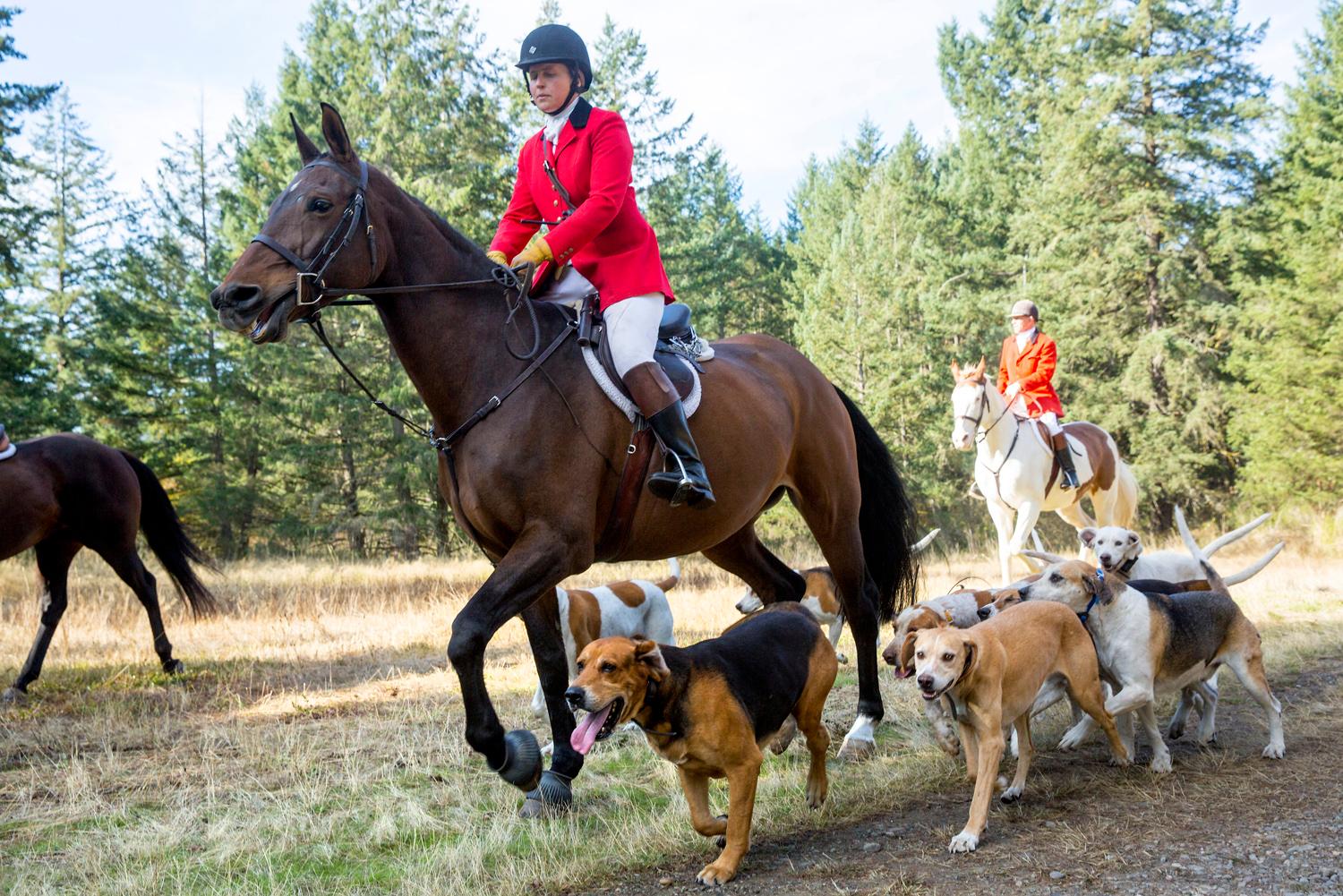 Release the Hounds! There's fox hunting near Seattle | Seattle Refined