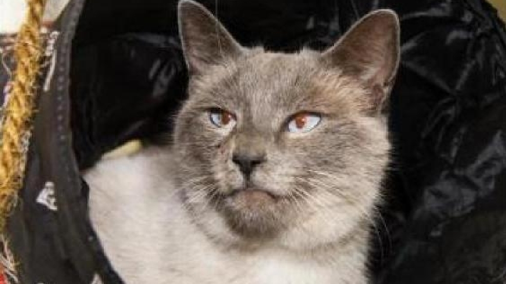 Photos: 12 adoptable cats from Seattle Humane Society | KOMO