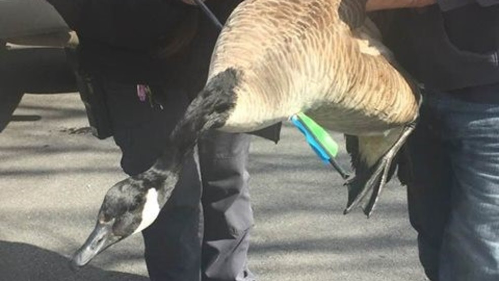 Goose impaled by arrow captured | WJAR