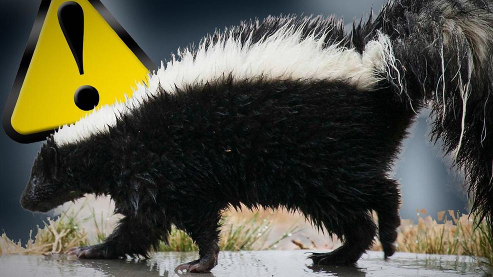 Rabid skunk attacks puppies in Murray County, residents warned to be on ...