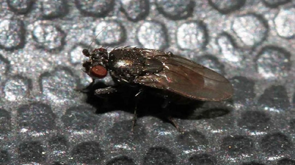 How To Keep Gnats Away This Spring | WICS