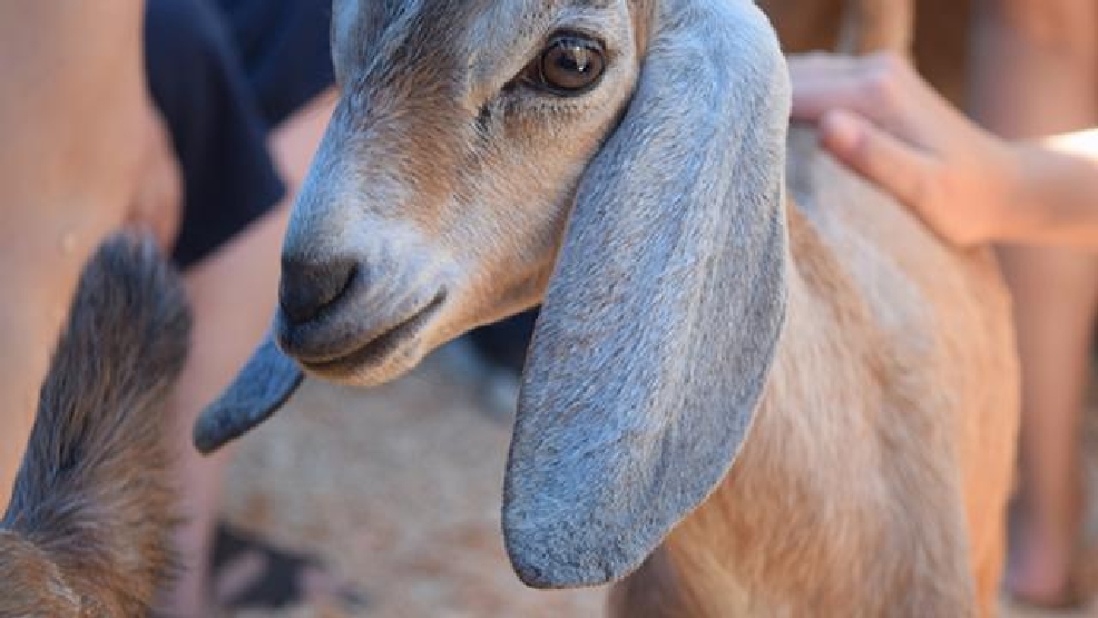 Local goat rescue notes increase in stolen goats | KOMO