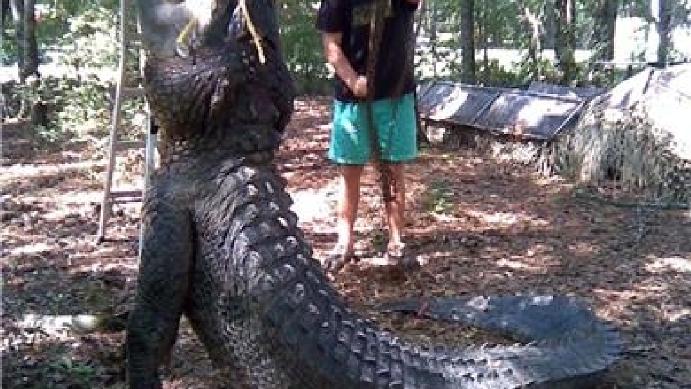 13 foot alligator killed in Georgetown County | WPDE