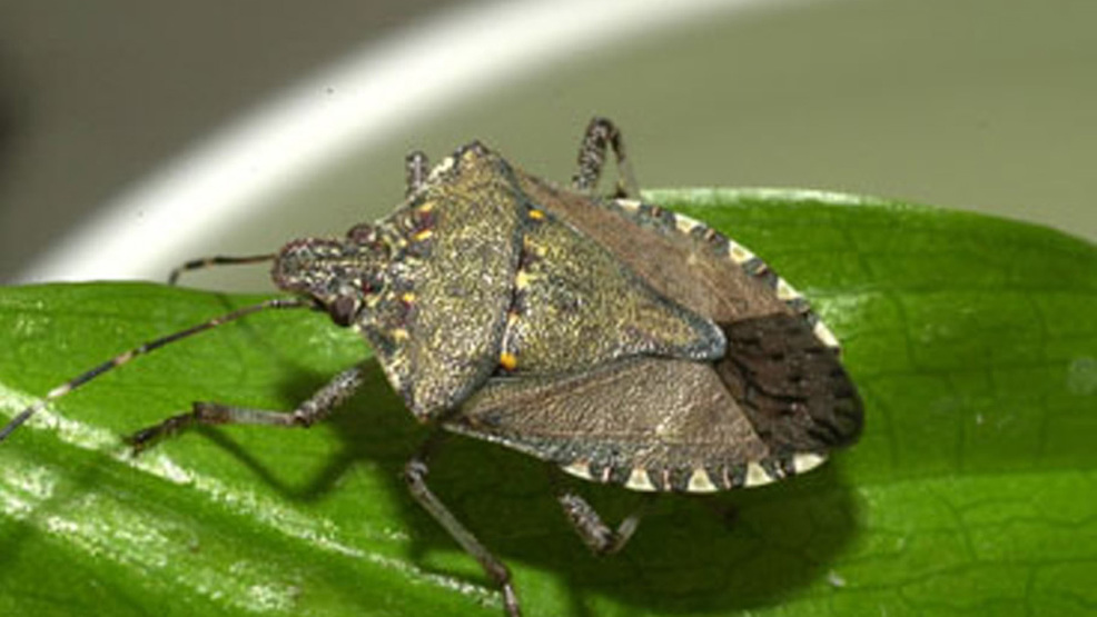 WSU: Stink bugs infesting Puget Sound region | KOMO
