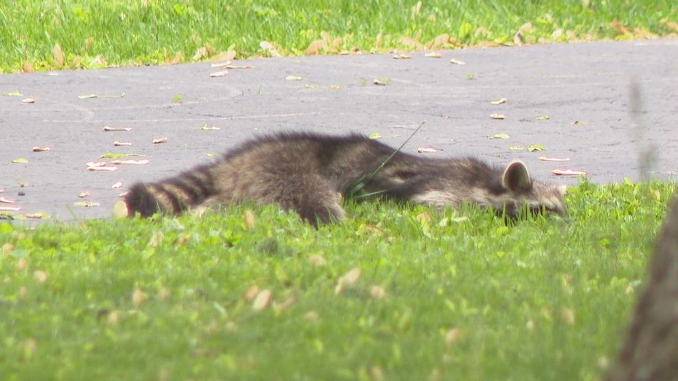 Residents have hard time getting raccoon removed | WSYX