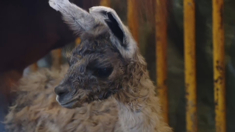 The first llama to ever be born at the NYS Fair arrived Friday | WSTM