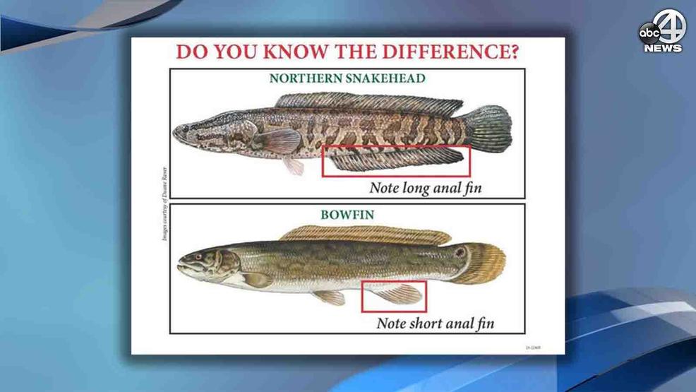 SCDNR officially urges South Carolina anglers to kill northern ...