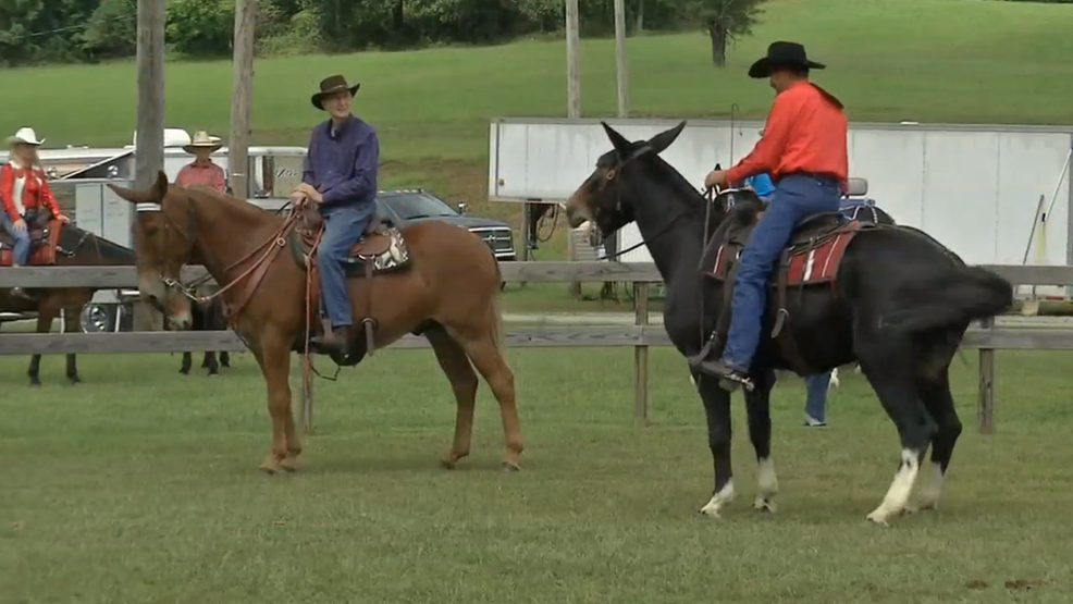 Mule and Donkey Show is this weekend | WCHS